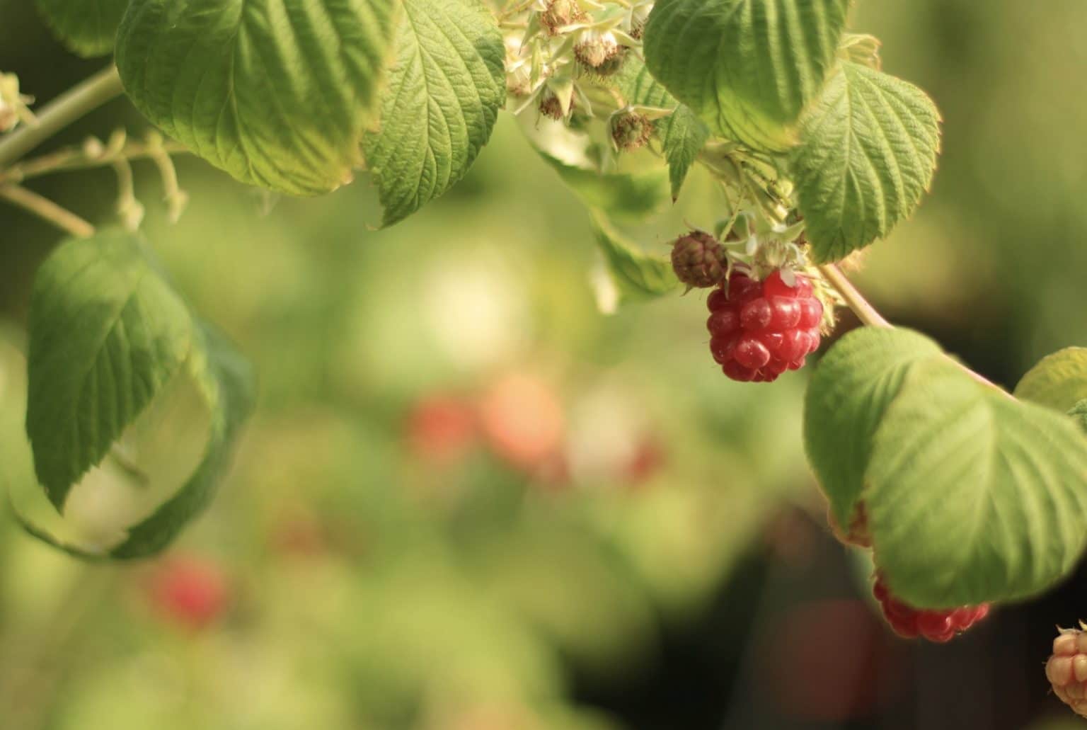 Red Raspberry Leaf - Colorado School of Clinical Herbalism